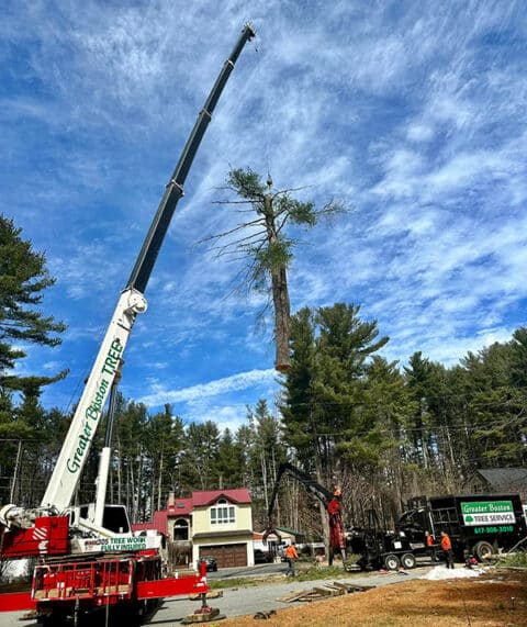 Tree Care Services in Greater Boston Massachusetts